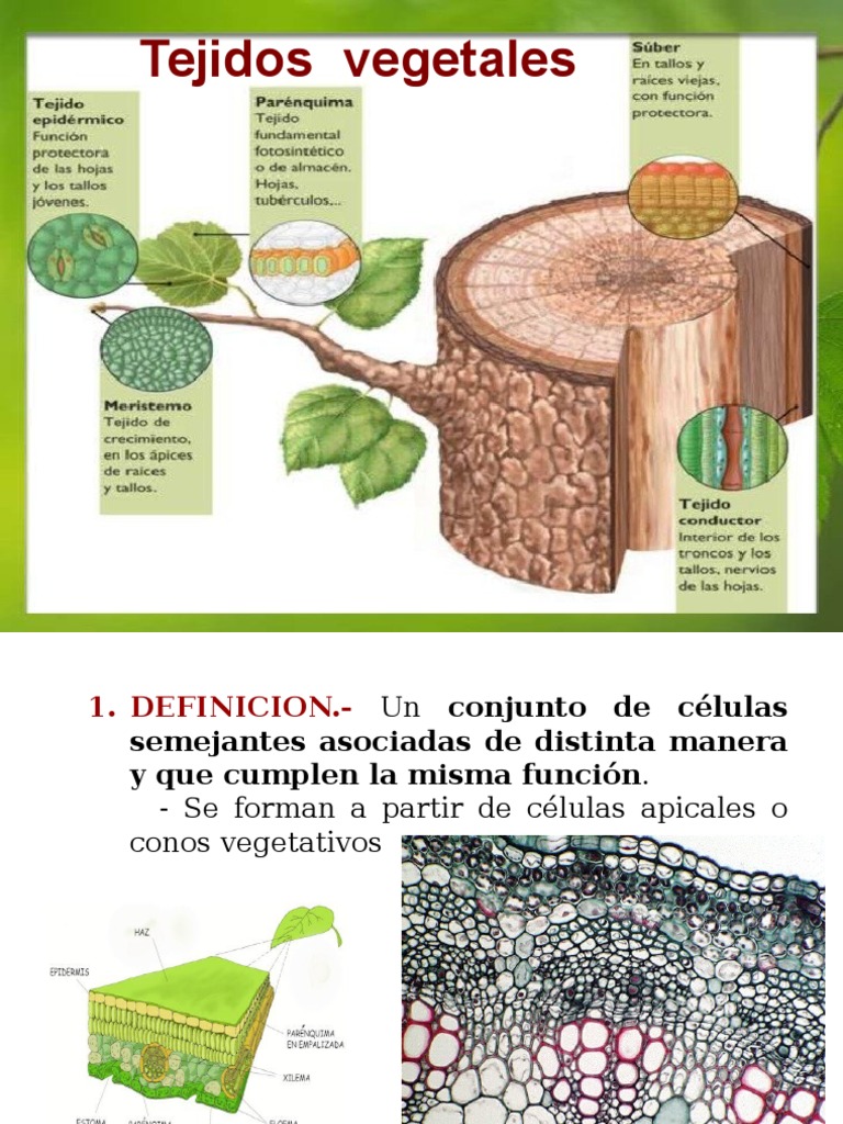 TEJIDOS VEGETALES