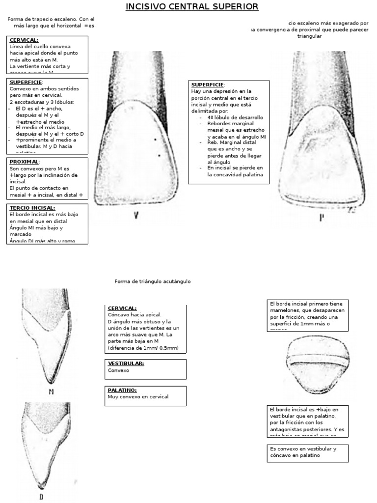 Anatomía del Incisivo Central Superior | PDF | Anatomia dental | Diente