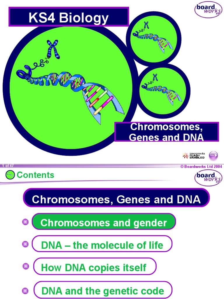 KS4 Chromosomes Genes DNA Boardworks 1yu7k3x | Dna | Genetics