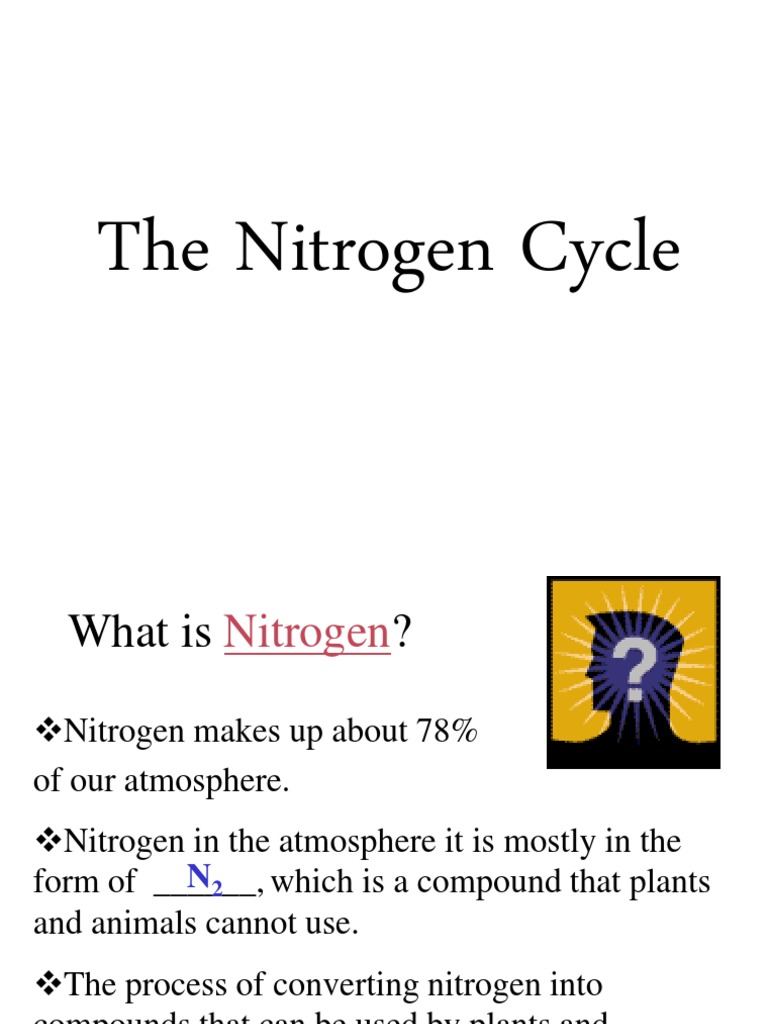 08 Nitrogen Cycle | PDF | Chemical Elements | Biochemistry