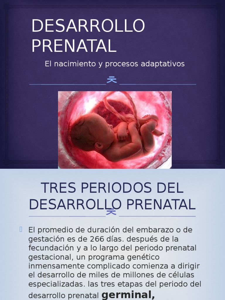 Desarrollo Prenatal | Embarazo | Desarrollo prenatal