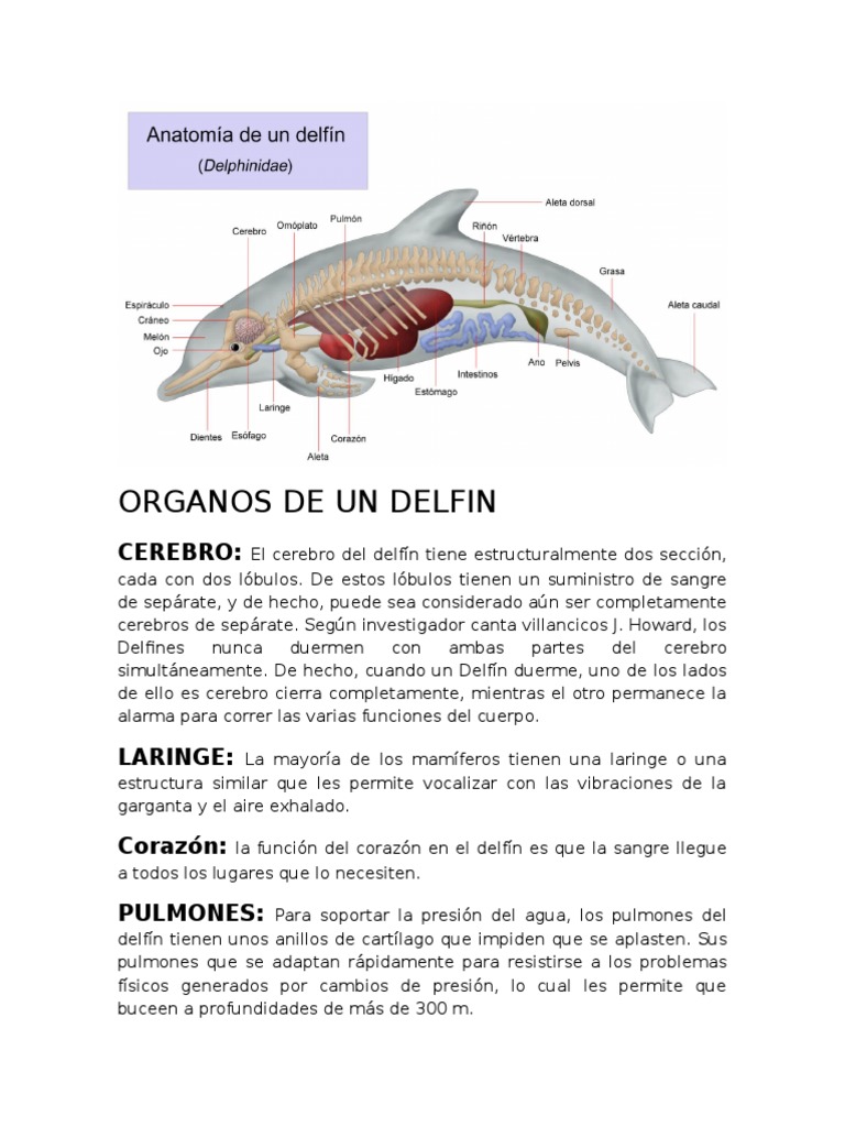 Anatomía y Sistemas del Delfín | PDF | Testículo | Estómago