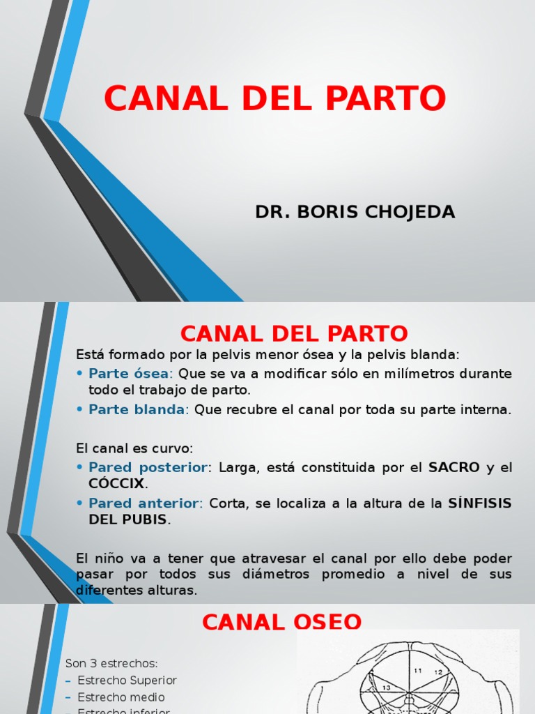 Anatomía del Canal de Parto | PDF | Pelvis | Anatomía de los primates
