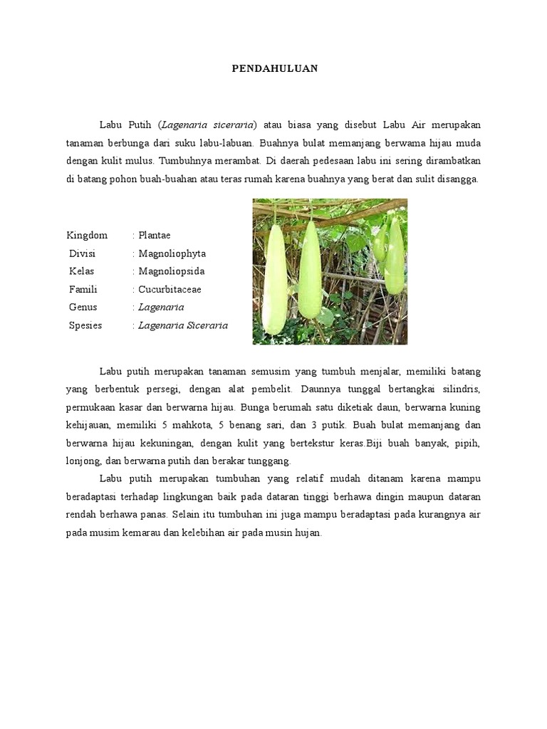 Anatomi Tumbuhan Labu Putih | PDF