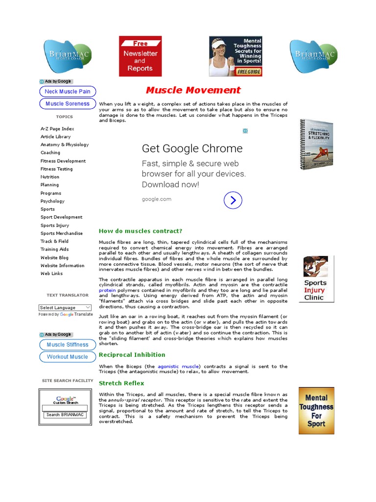 Muscle Movement | PDF | Muscle Contraction | Muscle