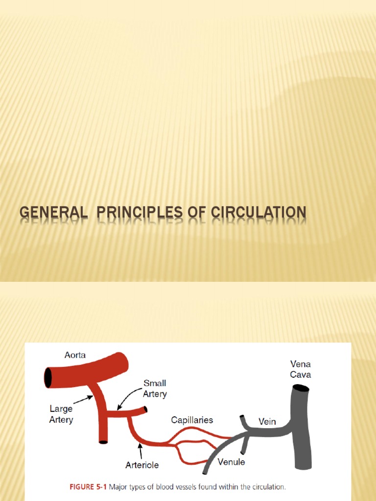 General Principles of Circulation | PDF | Hemodynamics | Vasodilation