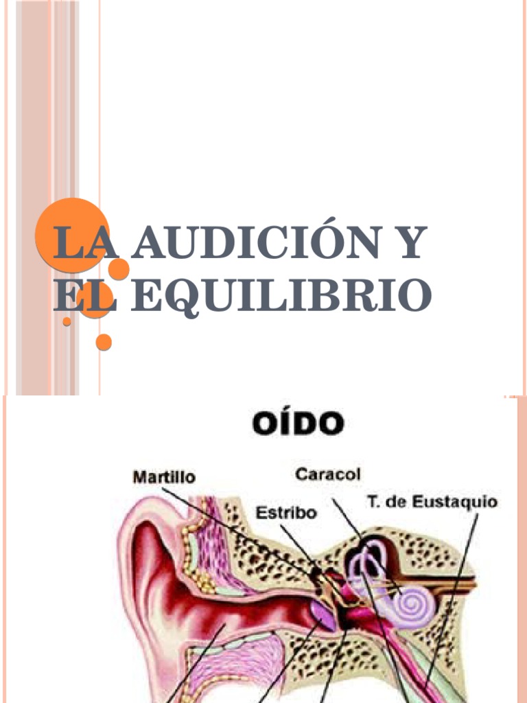 La Audición y El Equilibrio | Oído | Escuchando