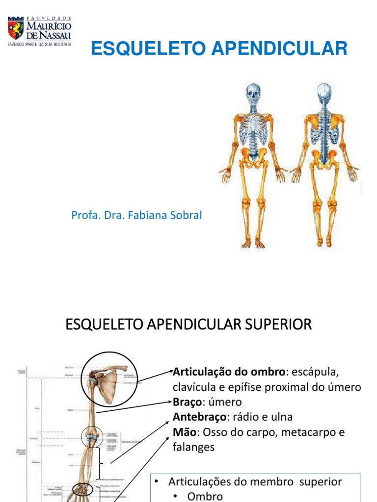 Esqueleto Apendicular | Osso | Anatomia Humana