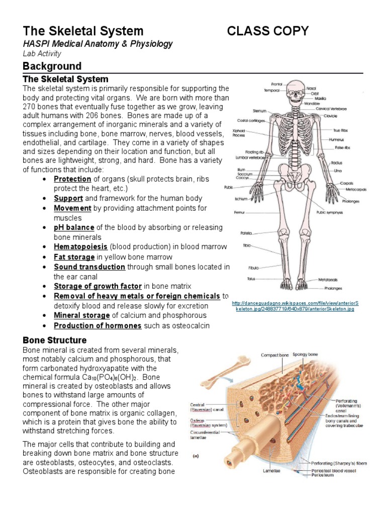 Skeletal System Stations | Download Free PDF | Bone | Skeletal System