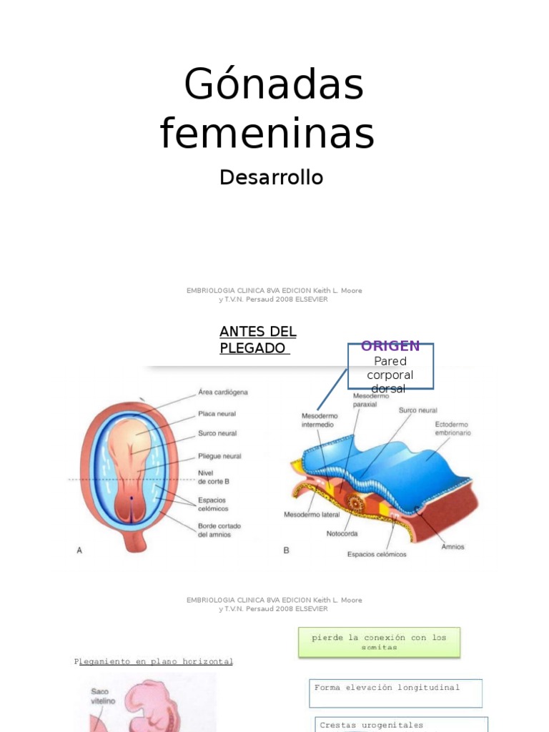 Gónadas femeninas | Vagina | Reproducción