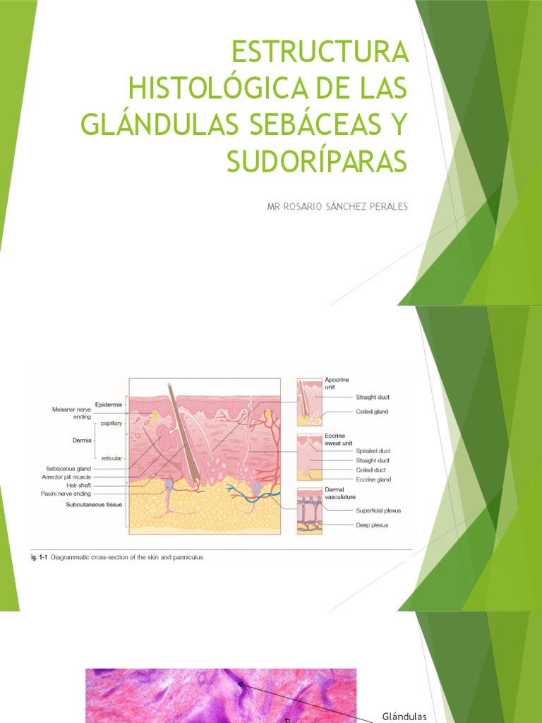 Fisiologia de La Secrecion Sudoral Ecrina y Sebascea e Histolgoia de ...
