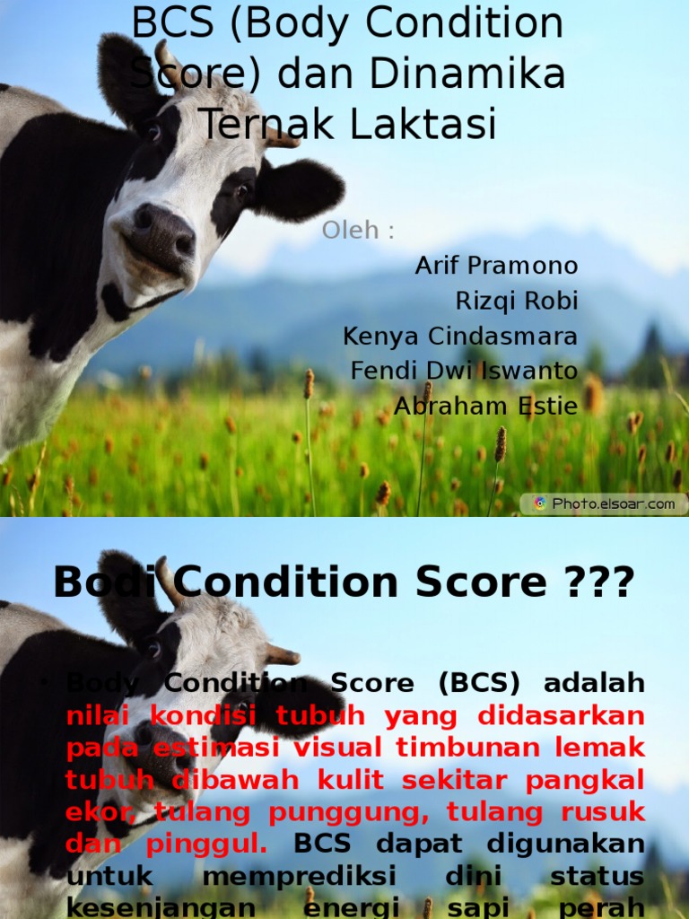 BCS (Body Condition Score) Dan Dinamika Print | PDF