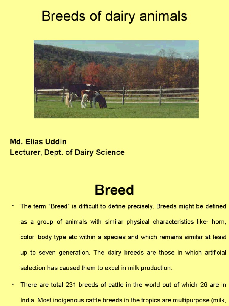 Breeds of Dairy Animals | PDF | Dairy Cattle | Cattle