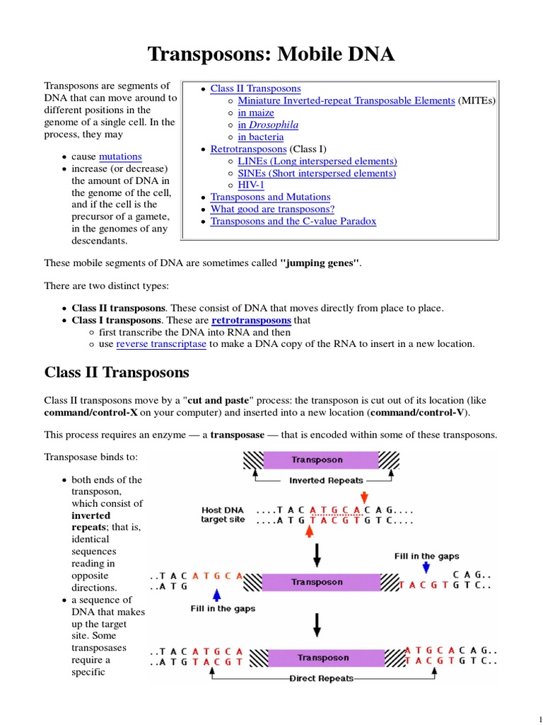 Transposons Mobile DNA | PDF | Transposable Element | Reverse Transcriptase