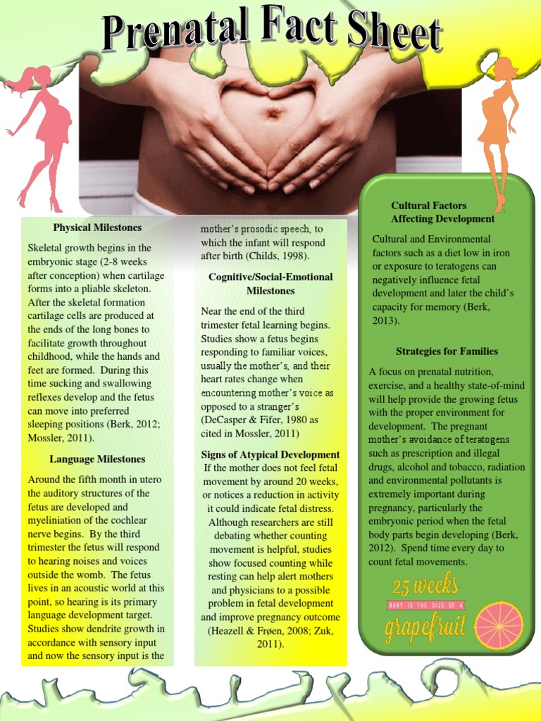 Prenatal Fact Sheet 2 | PDF