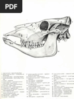 Netter - Atlas of Human Anatomy | PDF | Abdomen | Pelvis