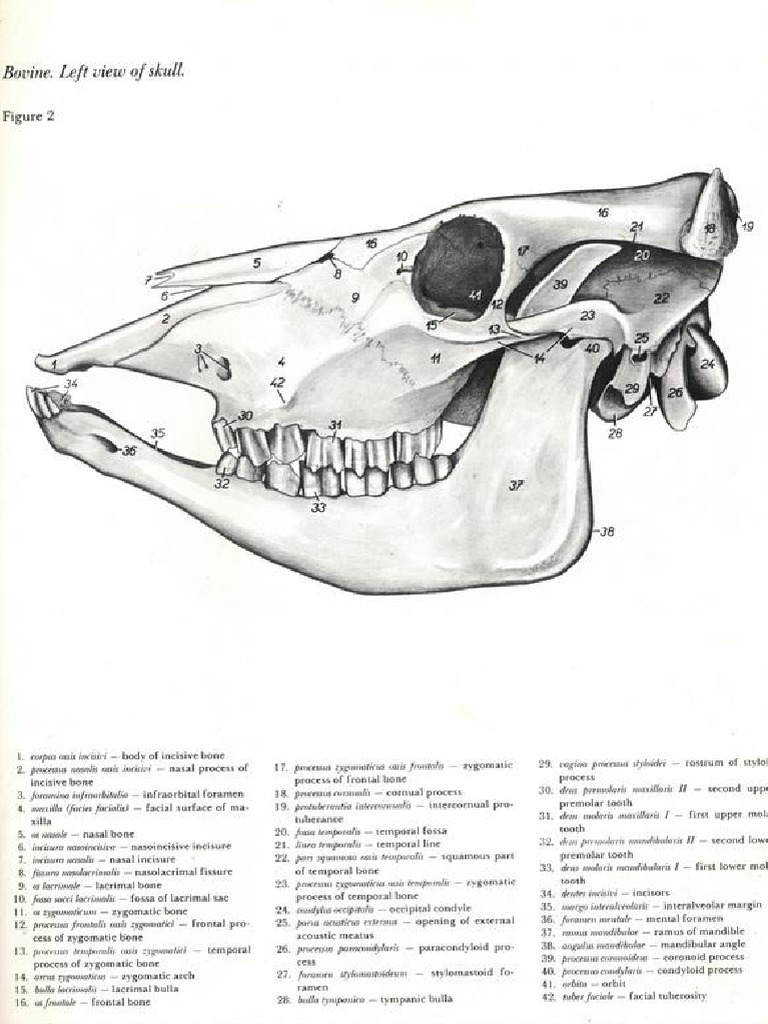 1 Vet Anatomy PDF | PDF