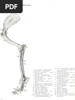 Comparative Anatomy of Dogs and Cats | PDF | Vertebra | Thorax