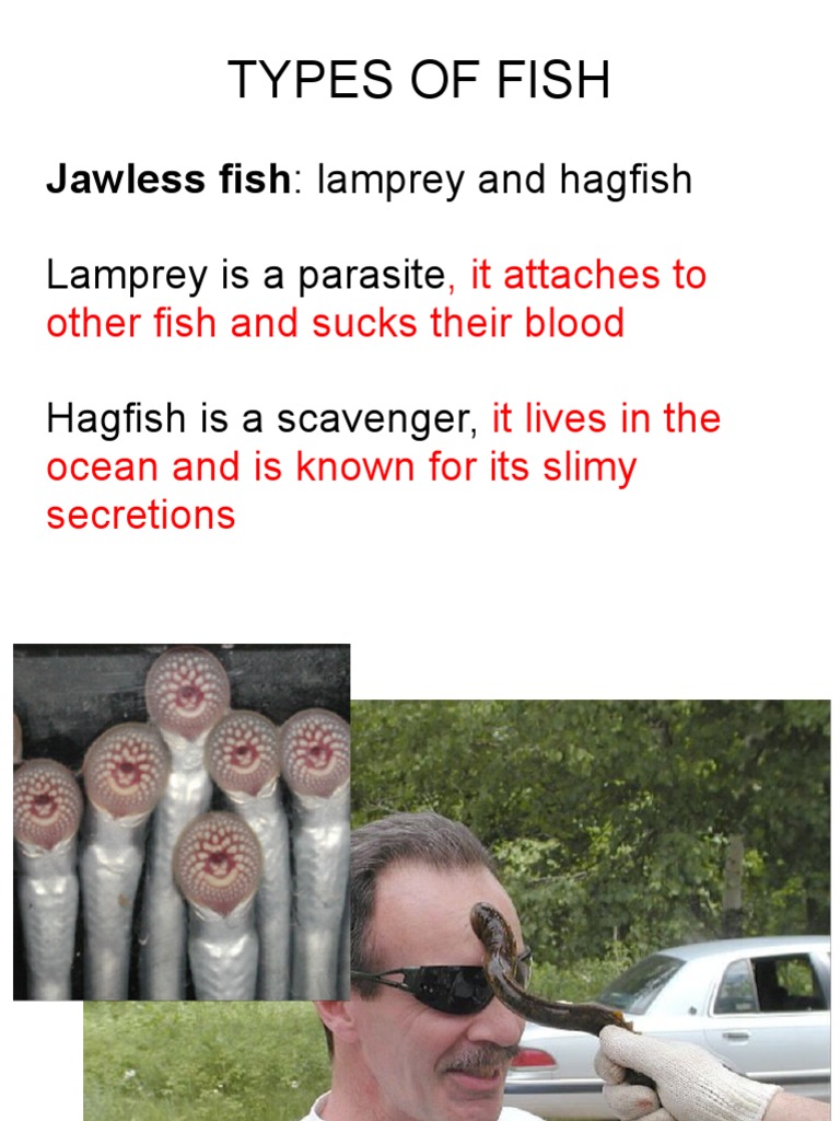 Types of Fish: Jawless Fish: Lamprey and Hagfish | PDF | Home & Garden