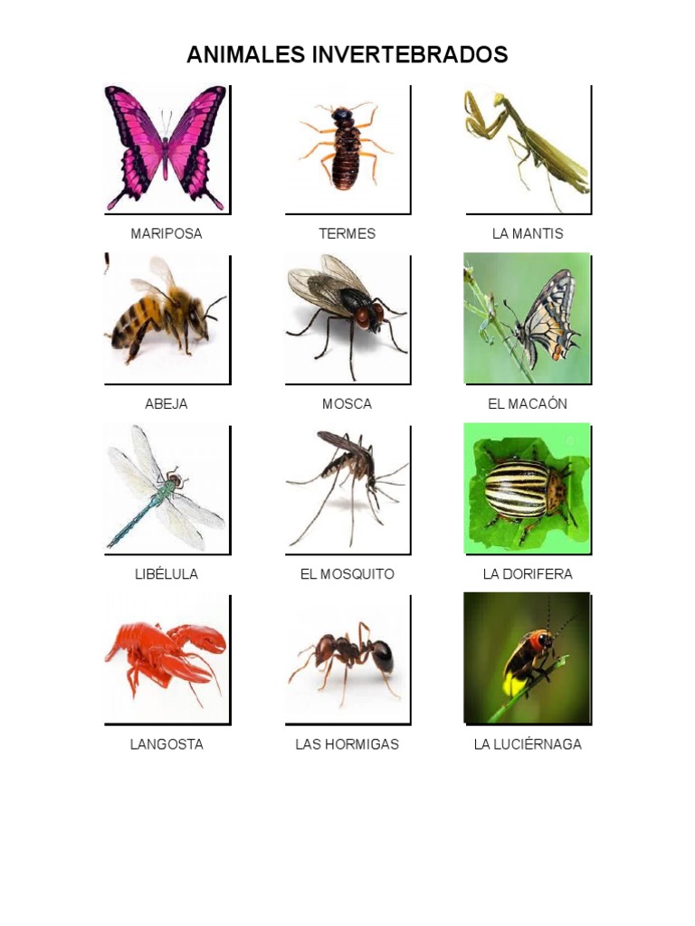 50 Animales Invertebrados