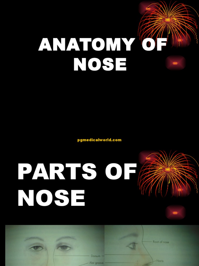 Anatomy and Structure of the Nose | PDF | Art
