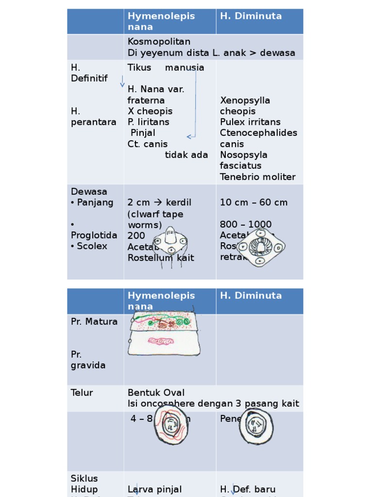 Hymenolepis Nana Dan H Diminuta | PDF