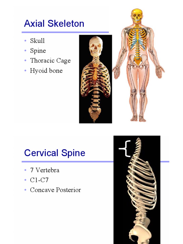 Schelet Axial | PDF | Anatomy | Animal Anatomy