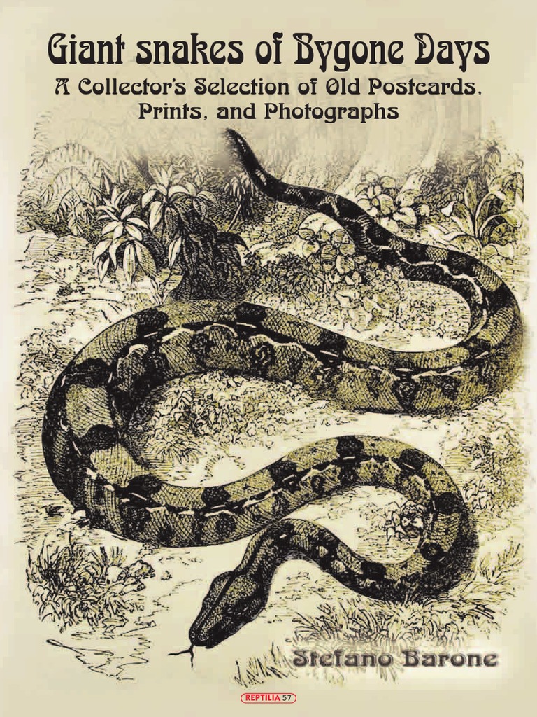 Giant Snakes of Bygone Days PDF | PDF | Snake | Reptile