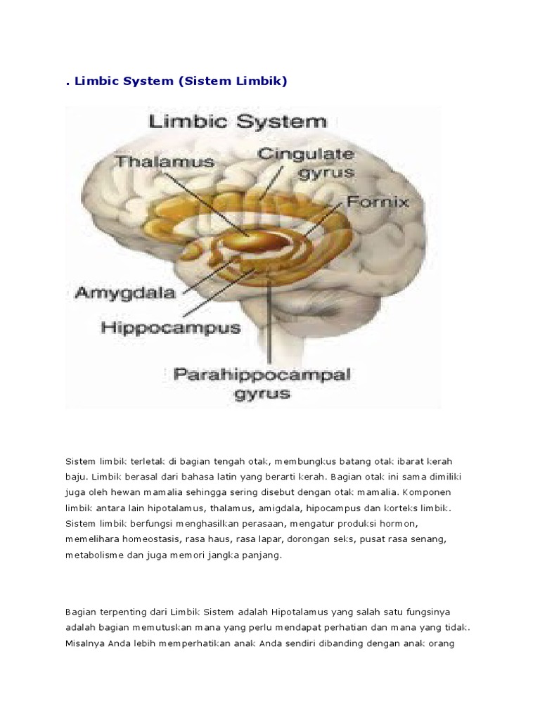 Limbic System Blok 5 | PDF
