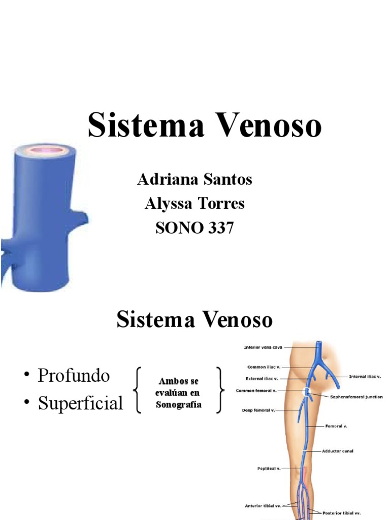 Sistema Venoso | PDF | Ciencia y matemáticas