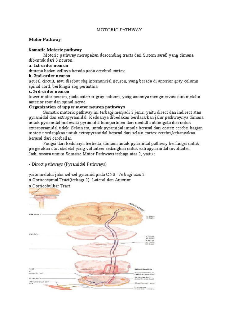 Motoric Pathway | PDF