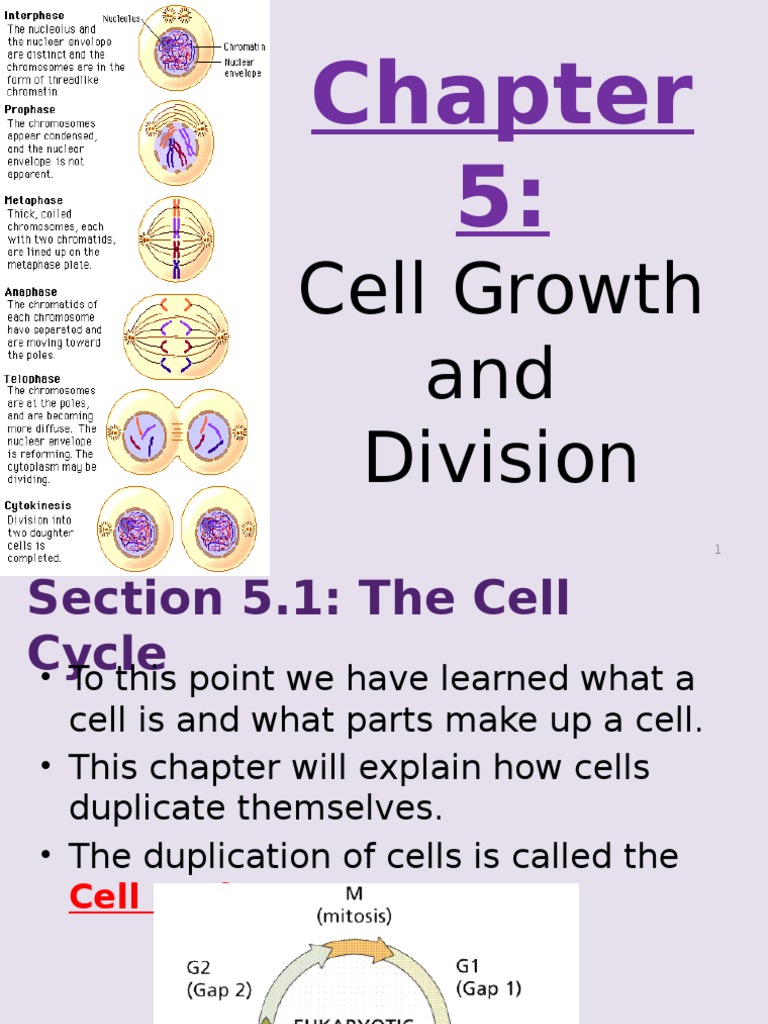 Chapter 5 Notes | PDF | Mitosis | Cell (Biology)