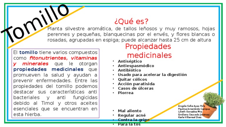 Tomillo | PDF | Botánica | Hierbas Medicinales Y Hongos
