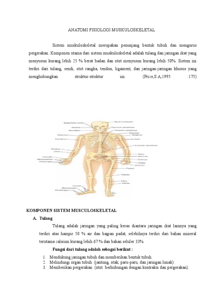 Anatomi Fisiologi Muskuloskeletal | PDF