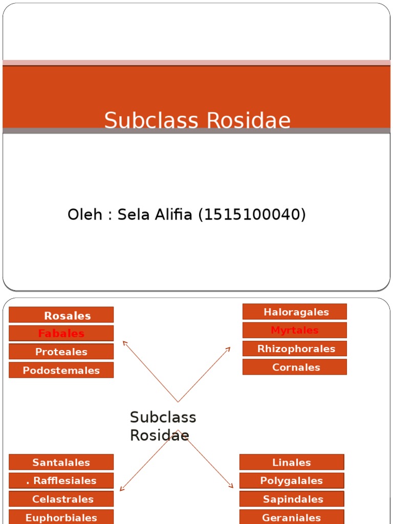 Subclass Rosidae | PDF | Sains & Matematika | Puisi