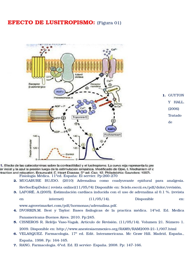 Efecto de Lusitropismo | PDF