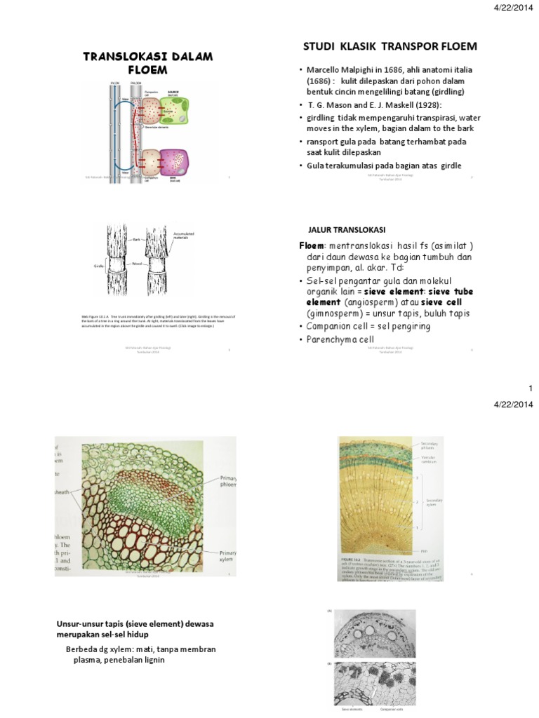 Jalur Translokasi dalam Floem Tumbuhan | PDF | Science & Mathematics
