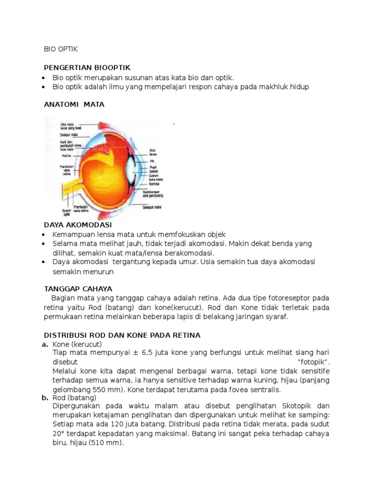 Bio Optik | PDF