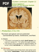 Detailed Histology of Spinal Cord Presentation | PDF | Spinal Cord | Vertebral Column