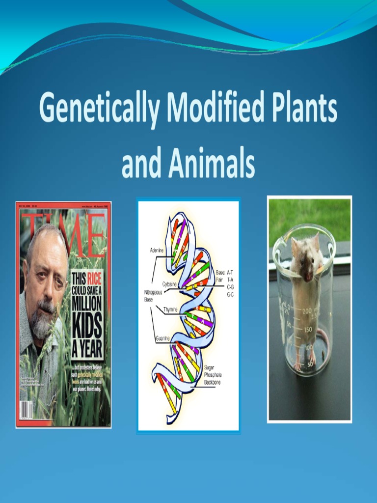 Powerpoint Genetically Modified Plants and Animals (Biotech) | PDF ...