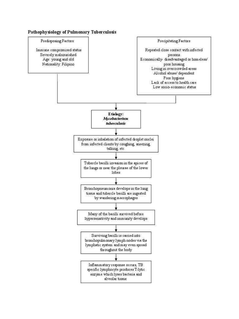 Pathophysiology of Pulmonary Tuberculosis | PDF