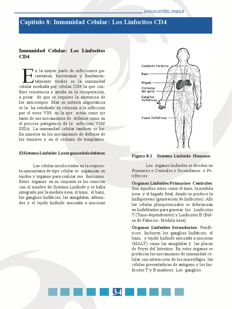 La Inmunidad Celular. Los Linfocitos CD4 | PDF | Citocina | Sistema inmune