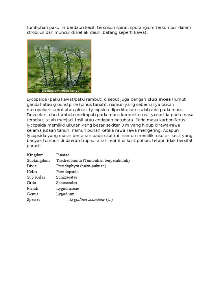 Karakteristik dan Sejarah Lycopsida (Paku Kawat/Rambut) | PDF