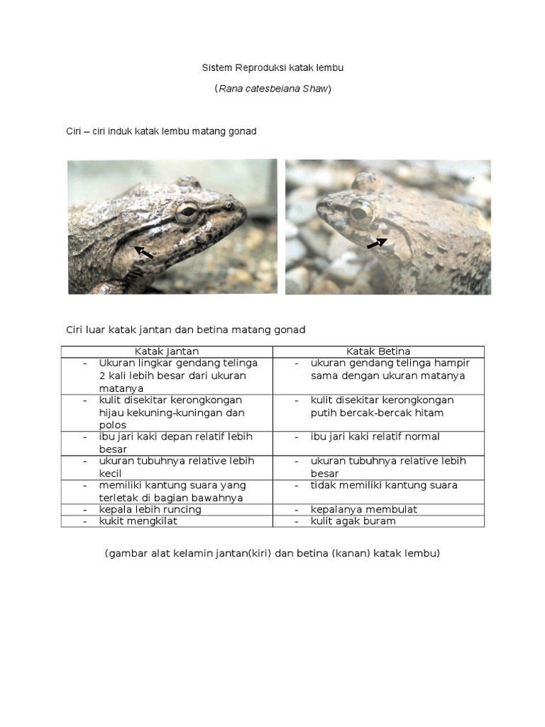 Sistem Reproduksi Katak Lembu | PDF
