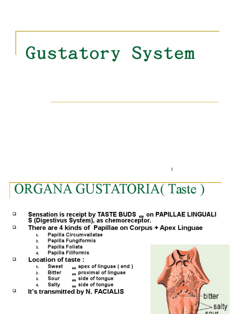 Gustatory System | Tongue | Human Anatomy