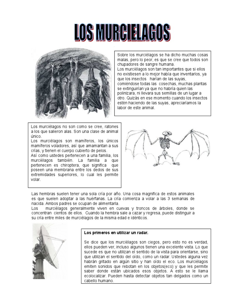 Texto para Niños Sobre Los Murcielagos | PDF | Murciélago | Insectos
