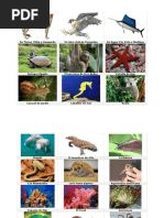10 Animales Que Nadan | PDF