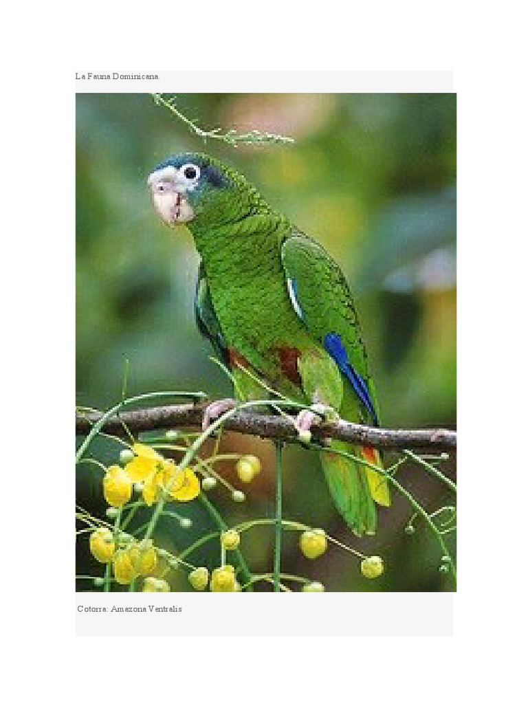 La Fauna Dominicana | Especies introducidas | Mamíferos
