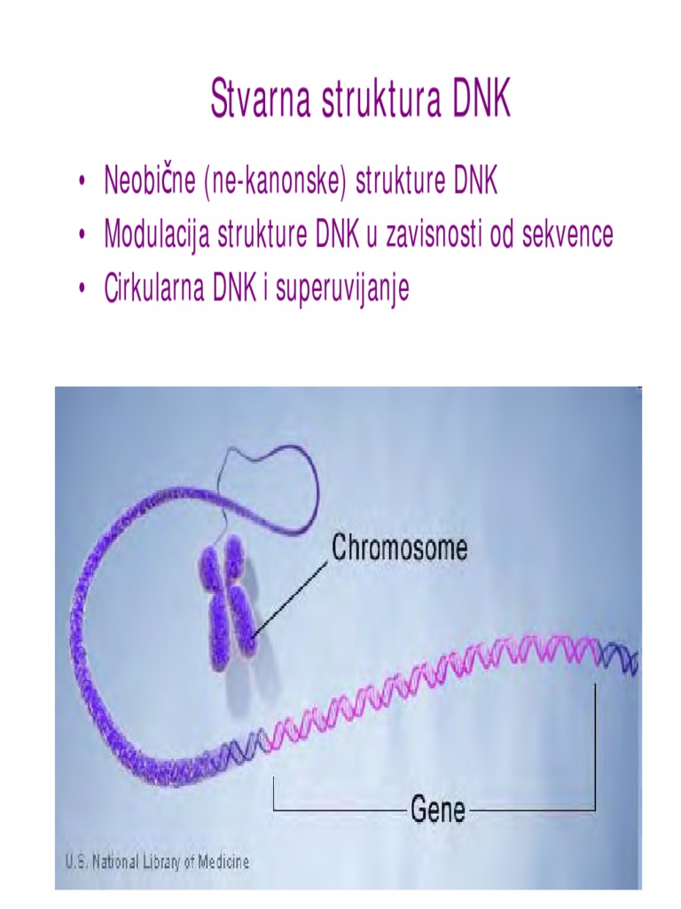 Stvarna Struktura DNK | PDF