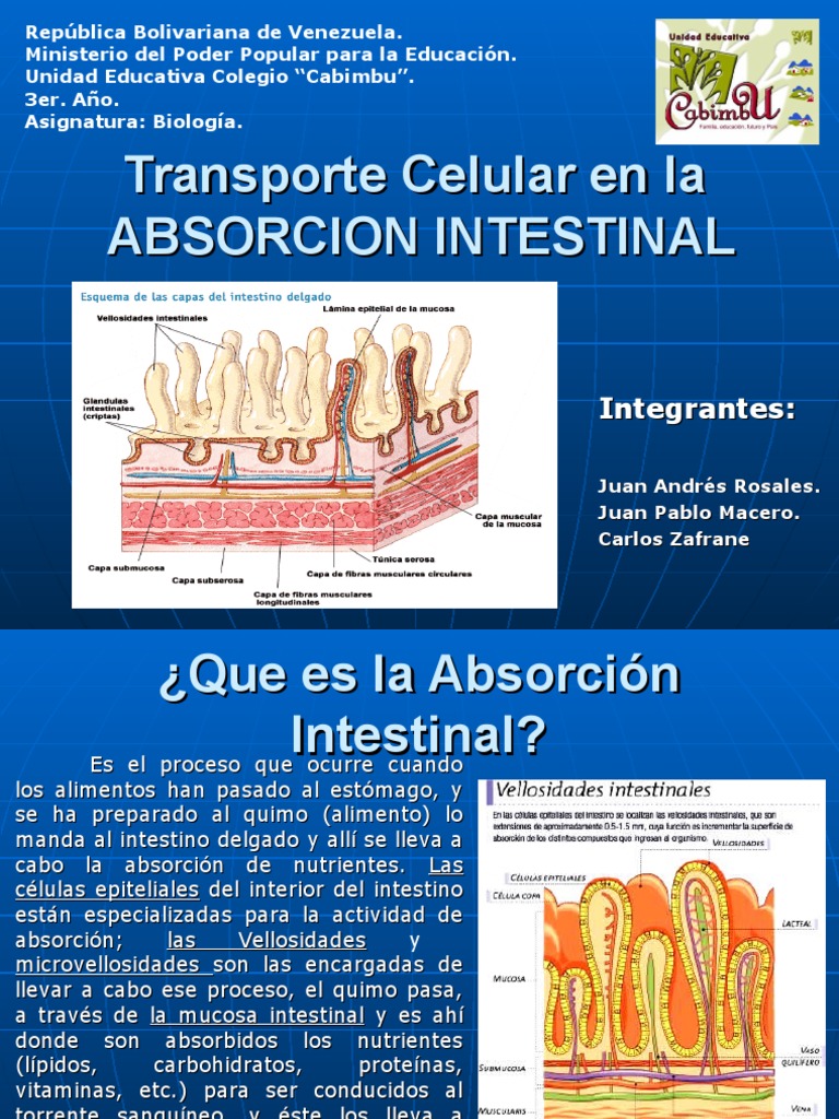 Absorcion Intestinal | Digestión | Intestino delgado
